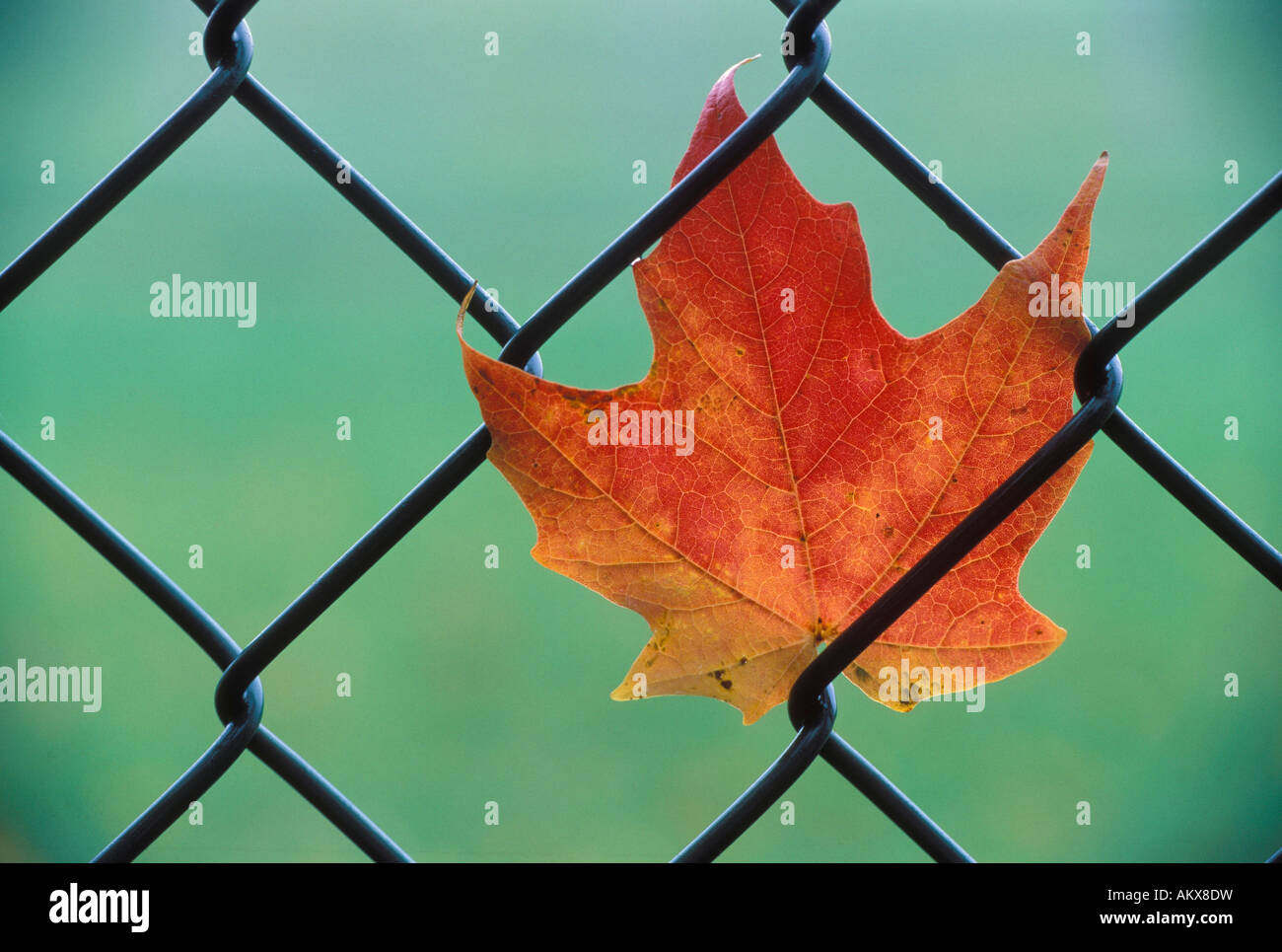 Fall colored Maple leaf stuck in a chain link fence Stock Photo - Alamy