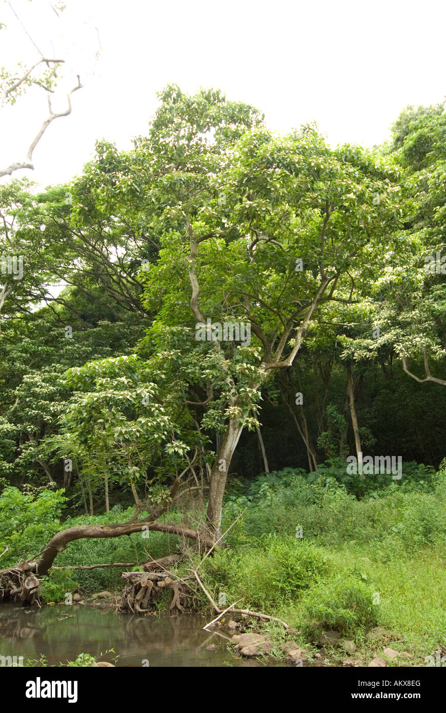 Hawaii Molokai Halawa Valley kukui trees hike in past taro fields ...