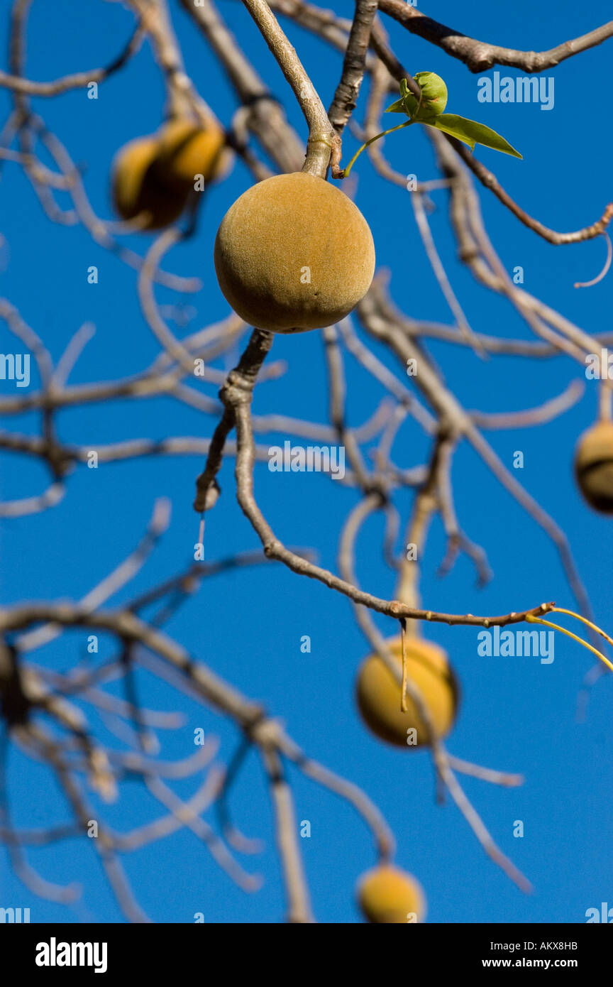 Baobab Fruit High Resolution Stock Photography and Images - Alamy