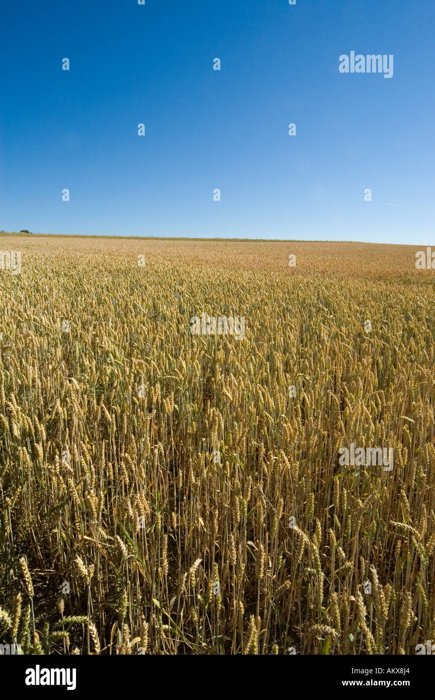 Grain field, Bavaria, Germany Stock Photo - Alamy