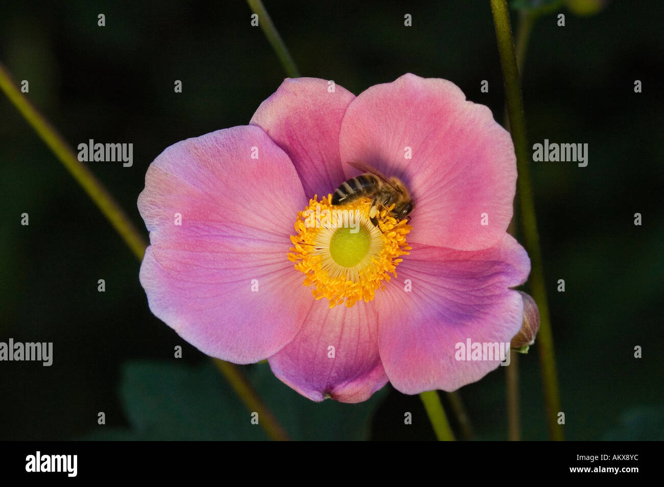 Pink anemone and honey bee hi-res stock photography and images - Alamy