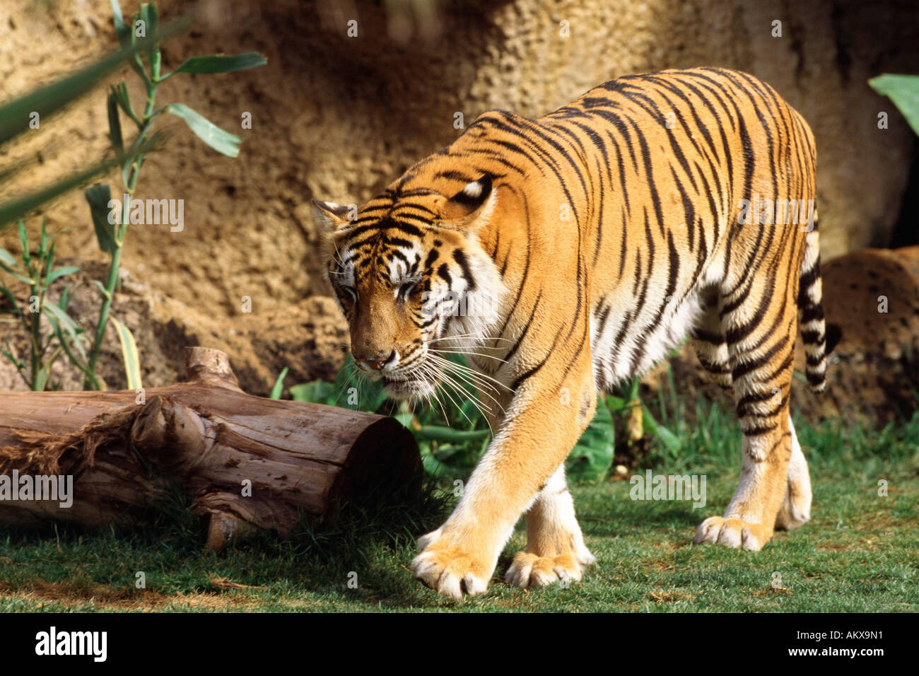 Tiger panthera tigris hi-res stock photography and images - Alamy