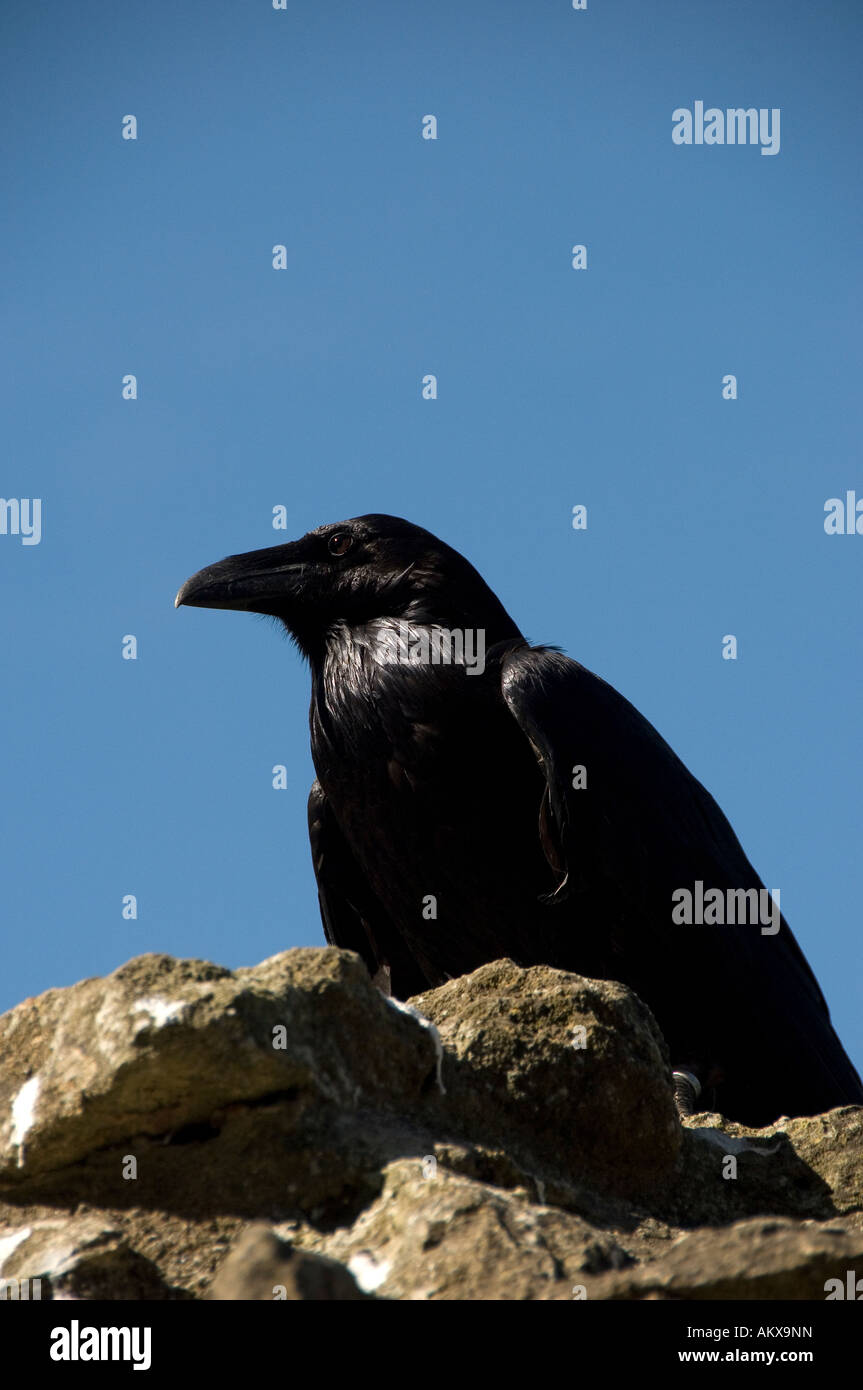 Shine raven feathers hi-res stock photography and images - Alamy