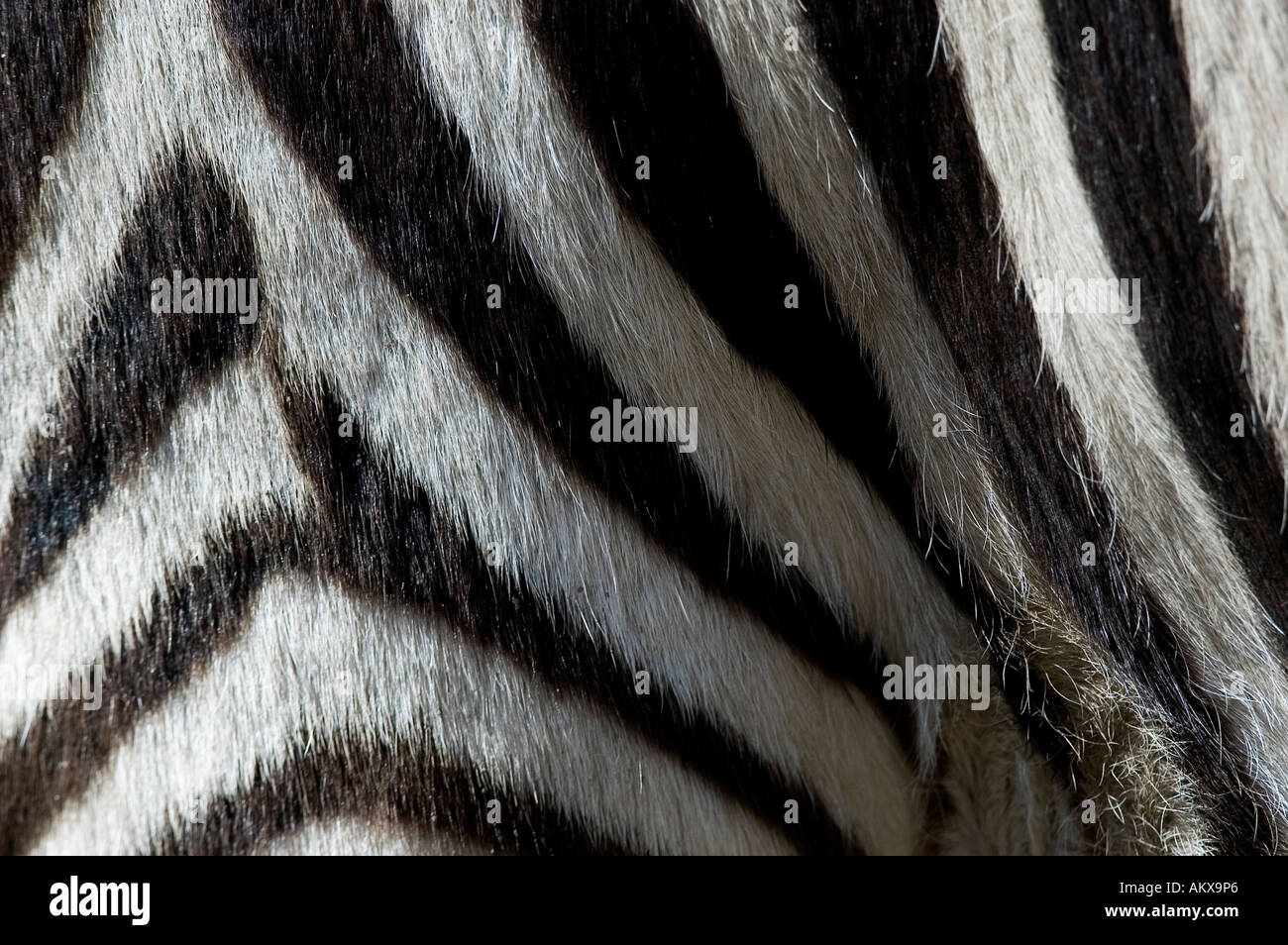 Zebra fur detail Stock Photo - Alamy