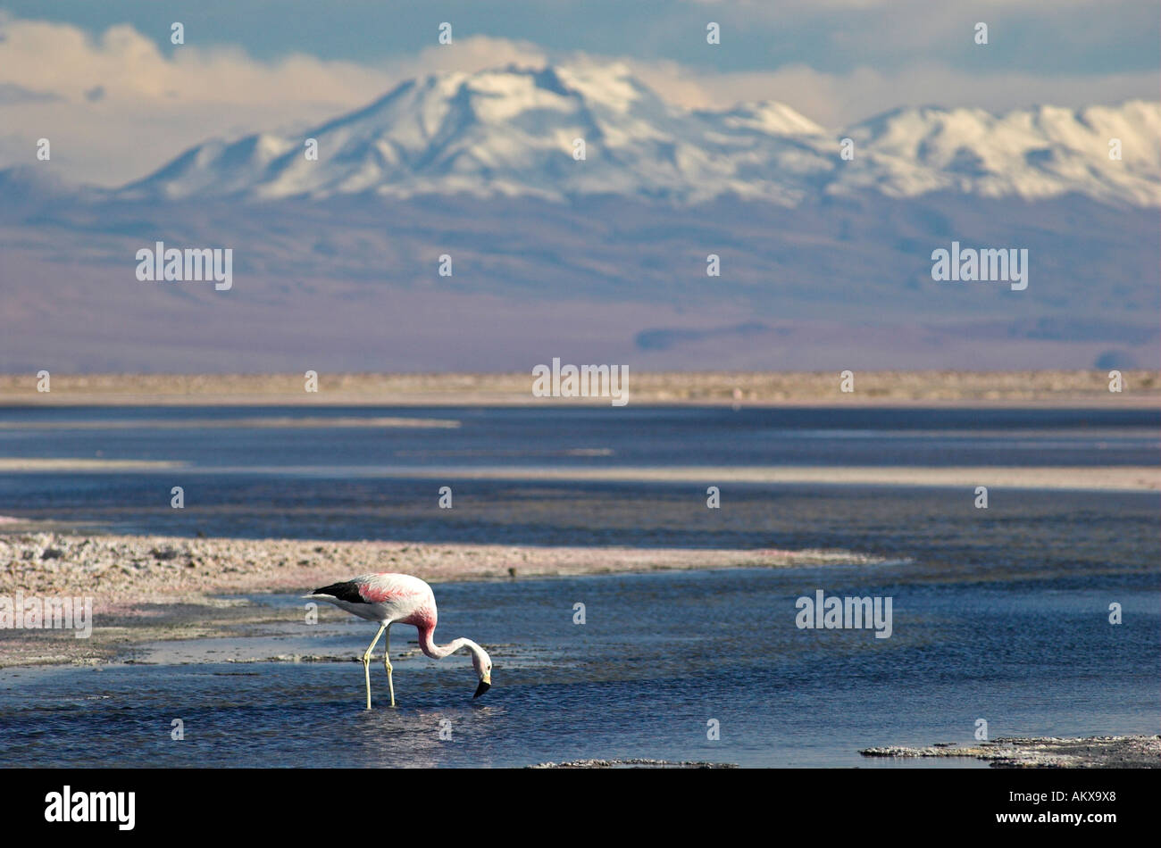 Flamingo at Salt lake Salar de Atacama, Atacama desert, northern Chile ...