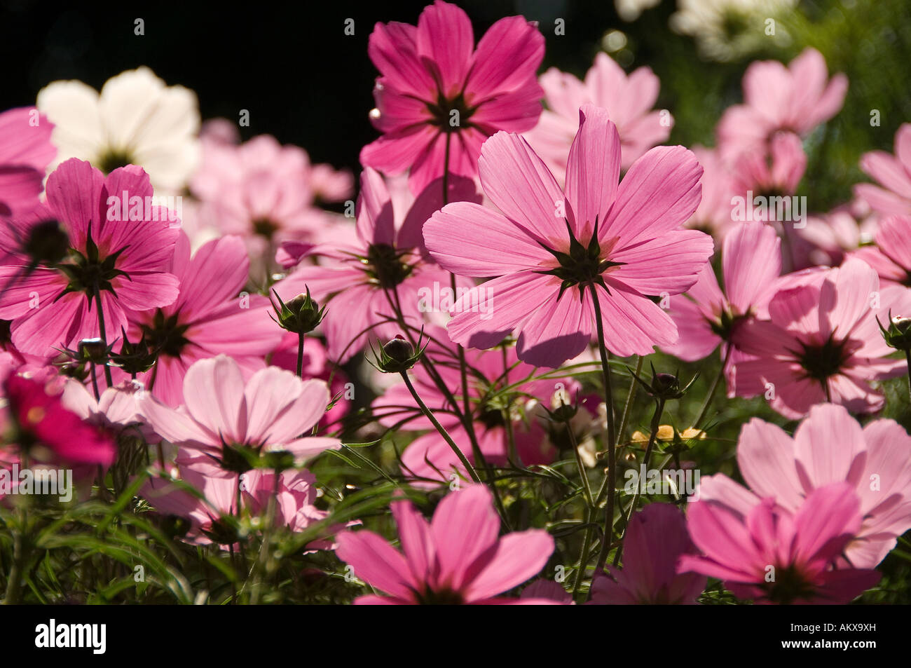 Cosmos flowers pink flower flowering in summer garden flowerbed border ...