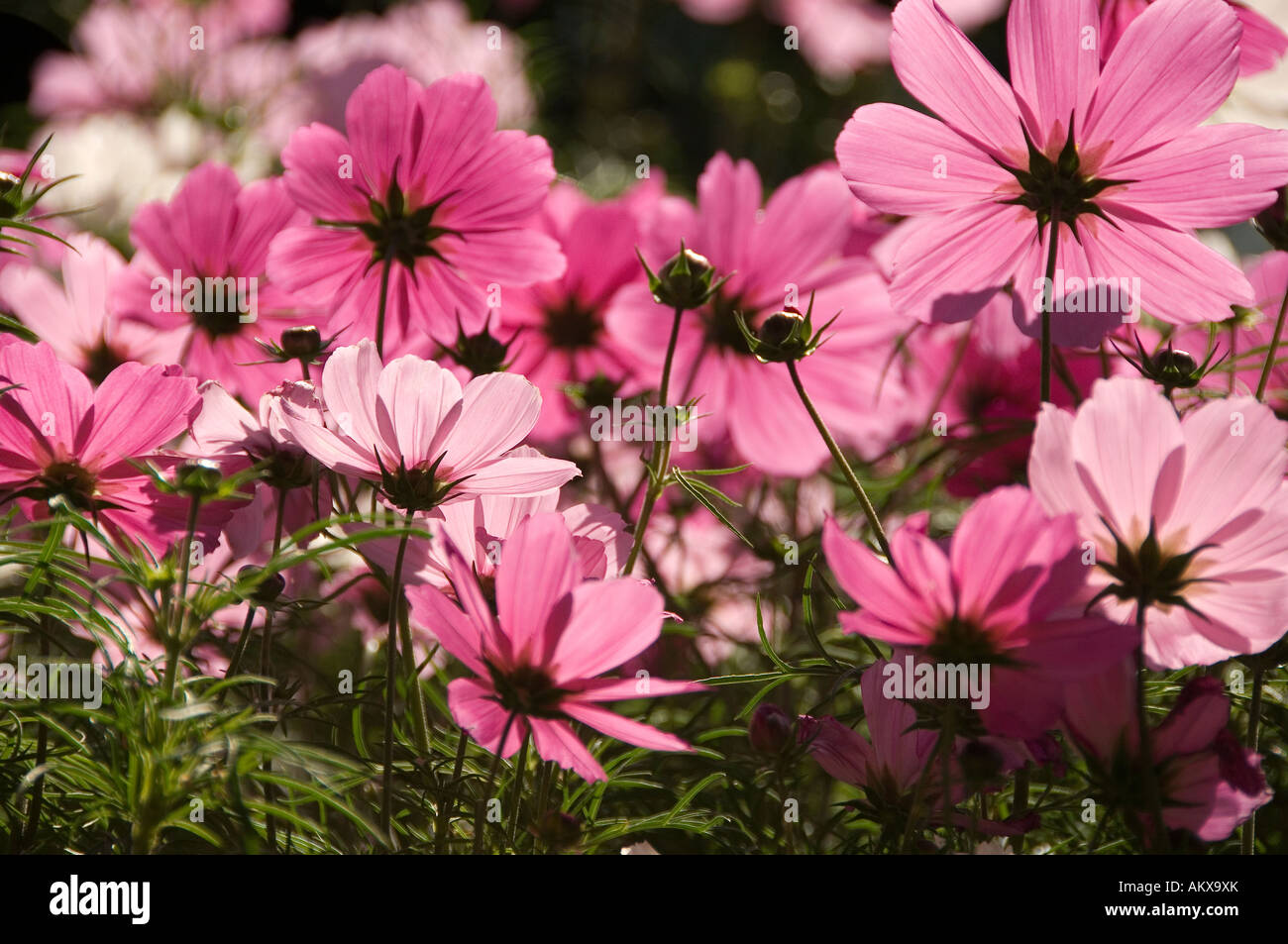 Close up of pink cosmos flowers flower flowering in summer garden ...