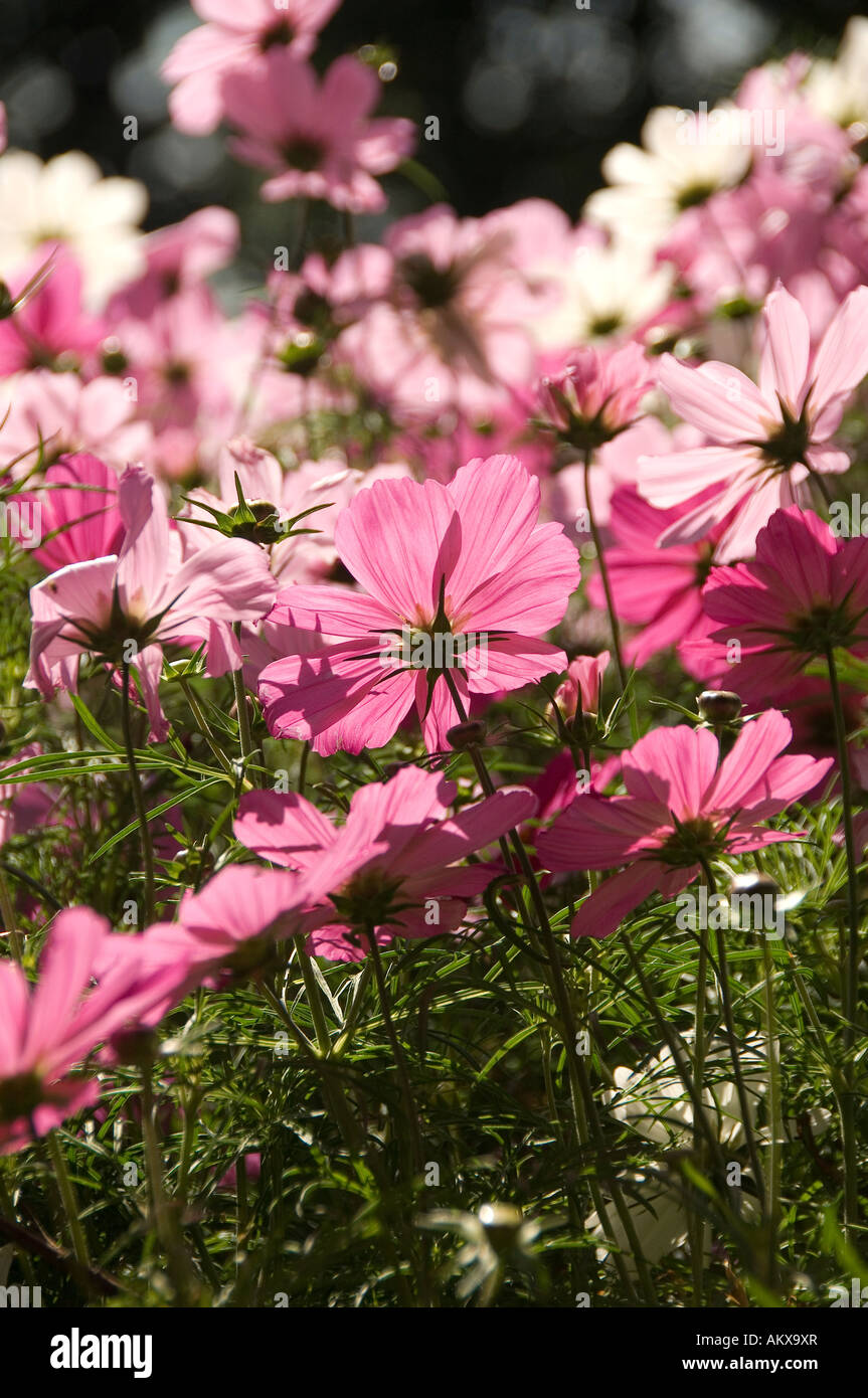 Soft focus cosmos bipinnatus hi-res stock photography and images - Alamy