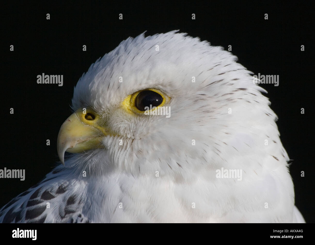 Gyr falcon, birds of prey Stock Photo - Alamy