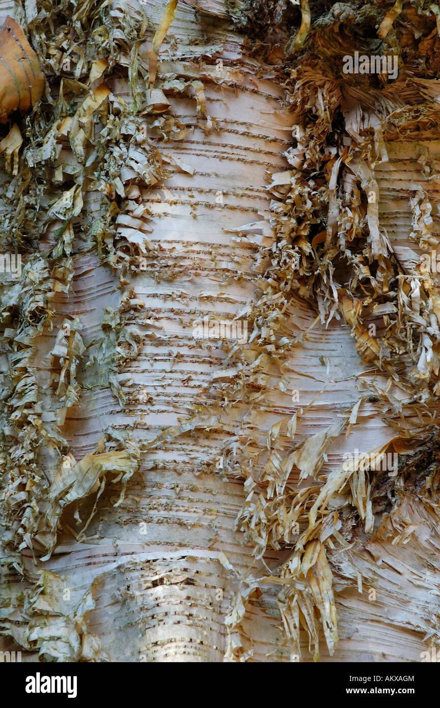 Betula papyrifera paper birch hi-res stock photography and images - Alamy