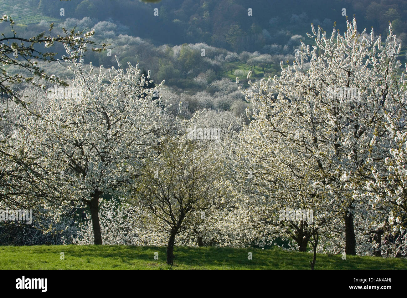 Blooming cherry trees, Germany Stock Photo - Alamy