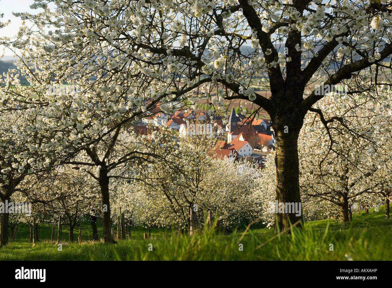 Blooming cherry trees, Germany Stock Photo - Alamy