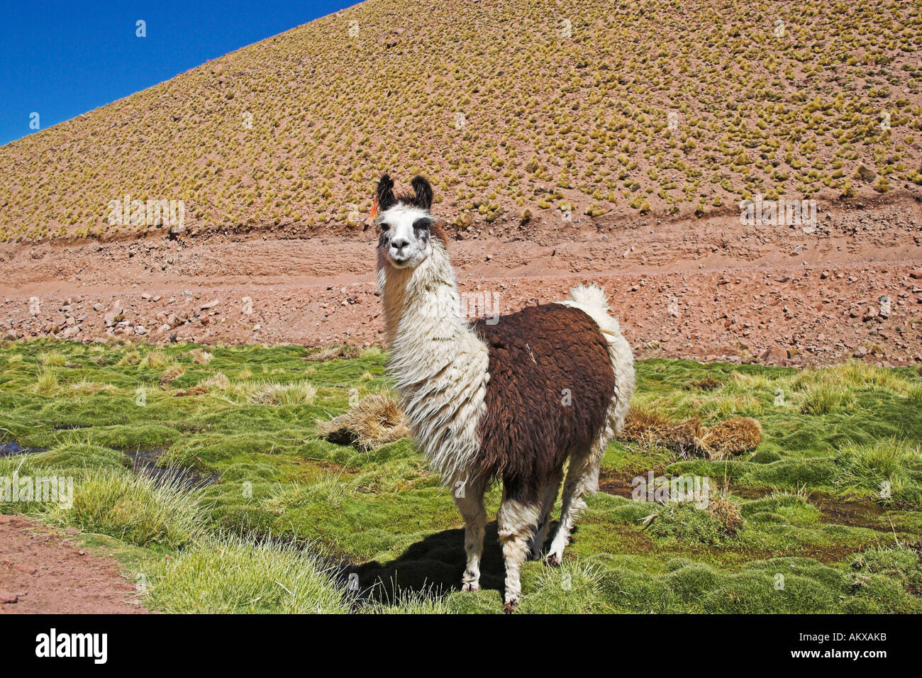 Llama chile hi-res stock photography and images - Alamy