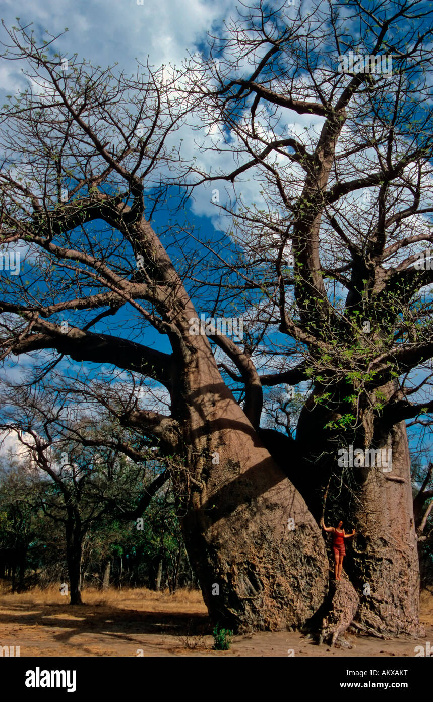 Thousand years old Baobab tree (Adansonia digitata), size comparison ...