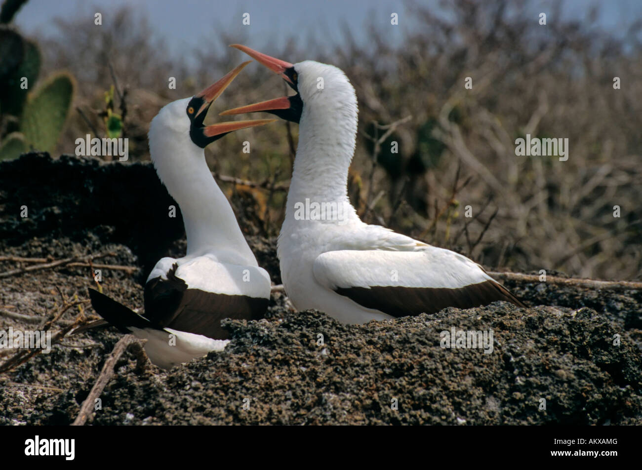 Masked Booby (Sula dactylatra), pair with courtship behaviour Stock ...
