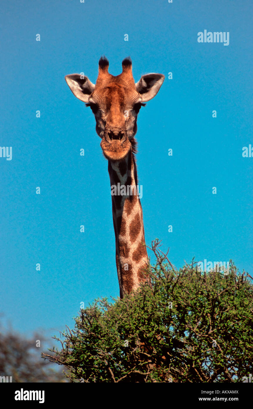 Giraffe (Giraffa camelopardalis) looking curiously over a treetop Stock ...