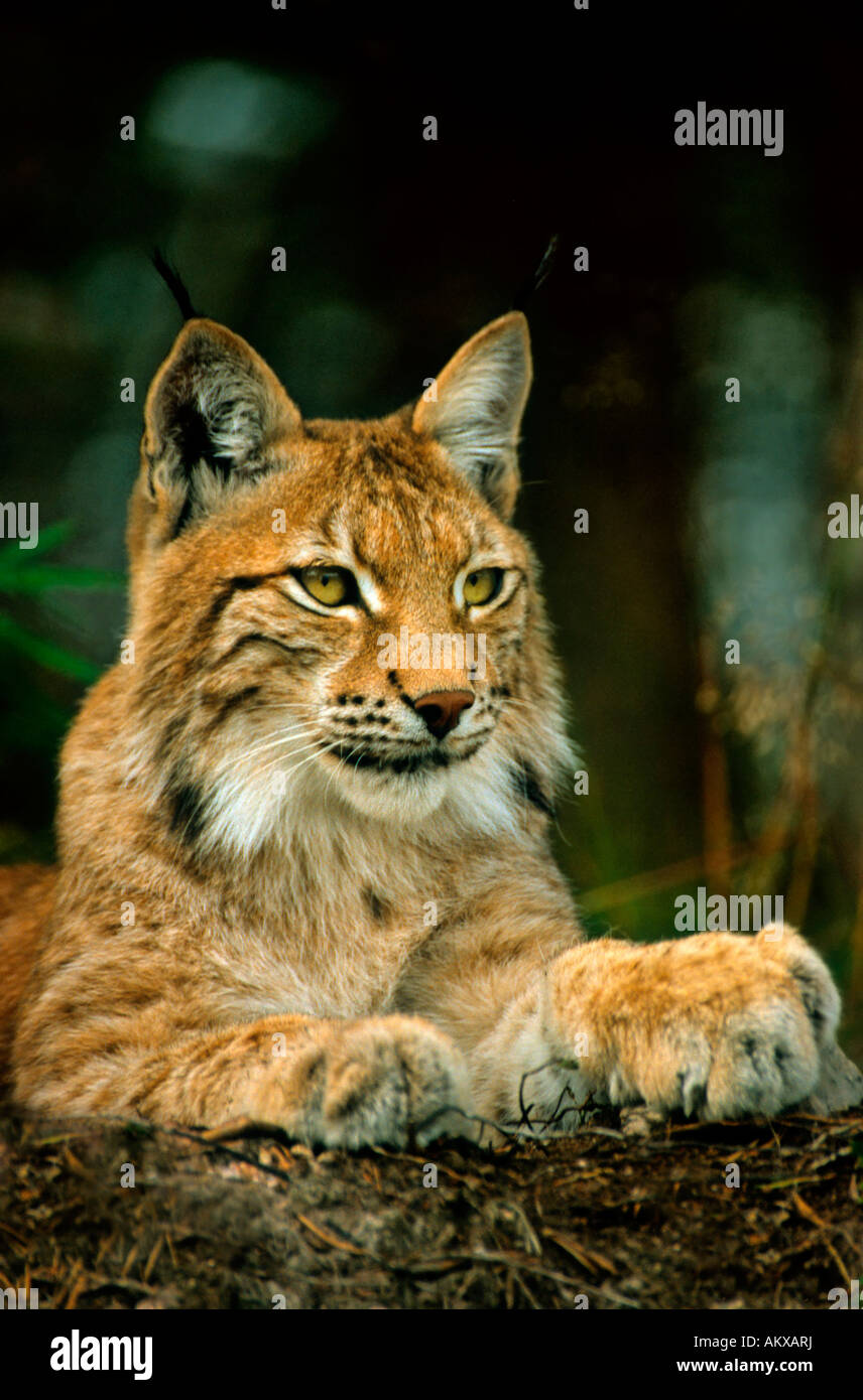 Scandinavian Lynx High Resolution Stock Photography and Images - Alamy