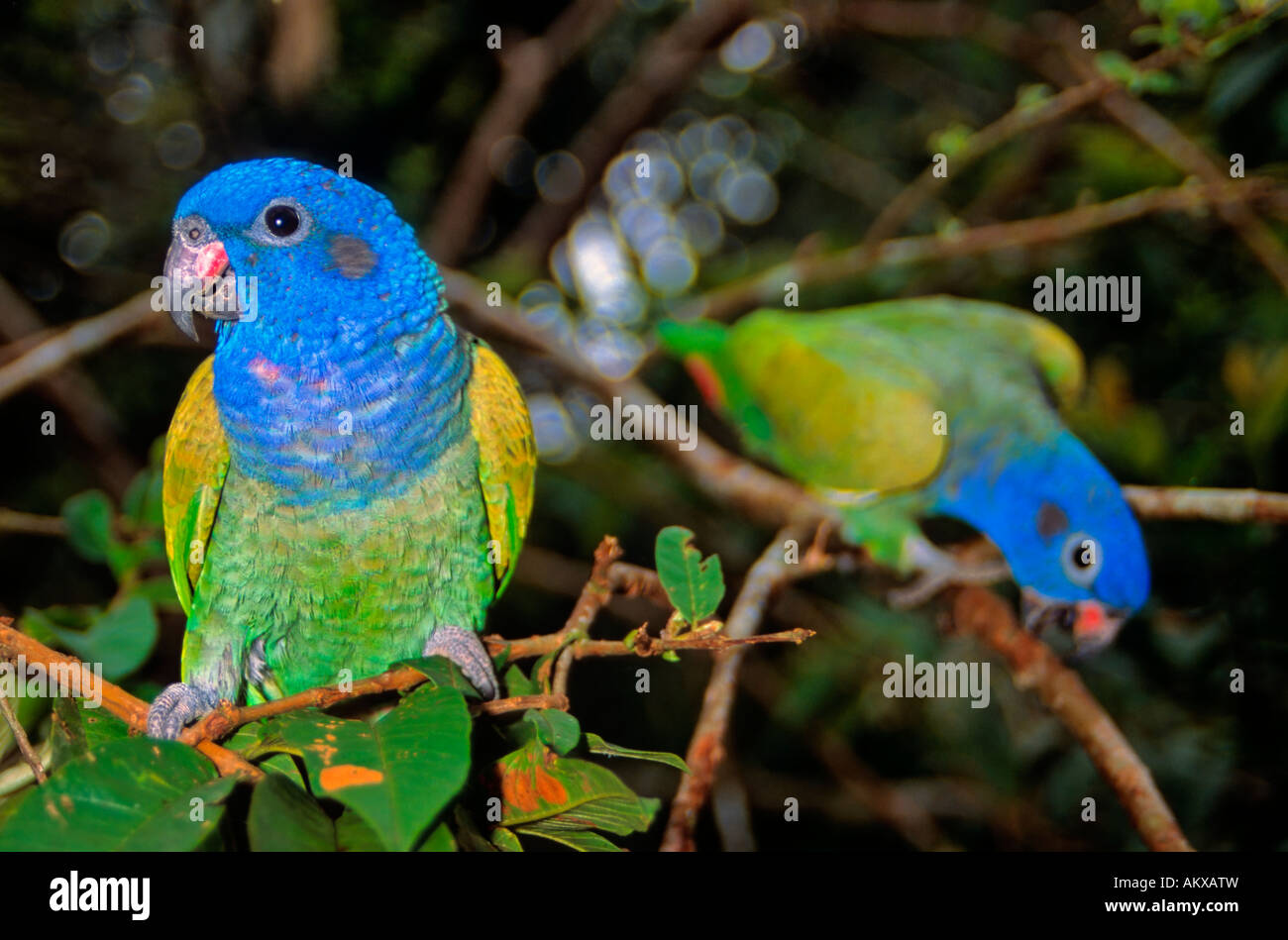 Pionus parrots hi-res stock photography and images - Alamy