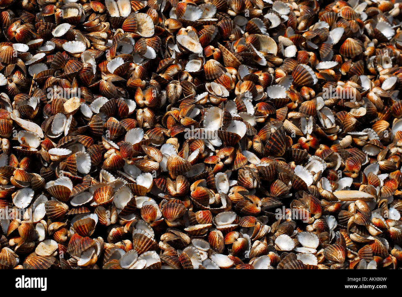 Large quantities empty conches hi-res stock photography and images - Alamy
