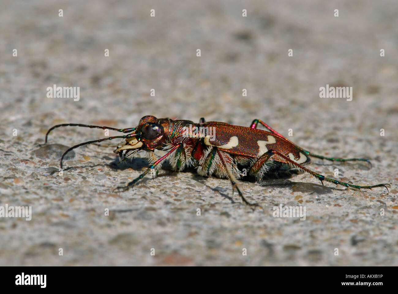 Xerophile High Resolution Stock Photography and Images - Alamy