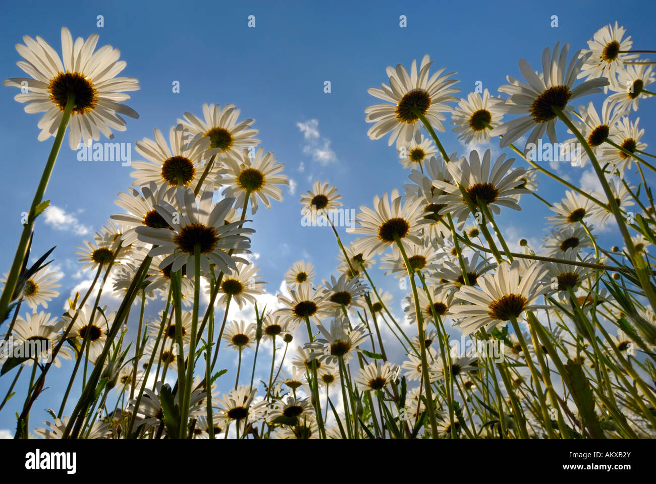 Meadow of Oxeye Daisies (Leucanthemum vulgare) from worm`s eye view ...