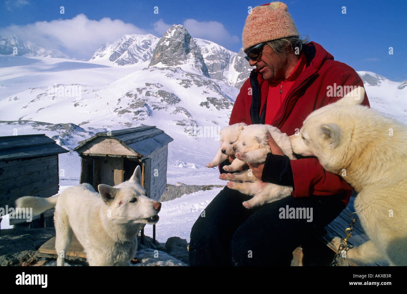 Mountain guide Toni Rosifka with Samoyed sledge-dog whelps near the ...