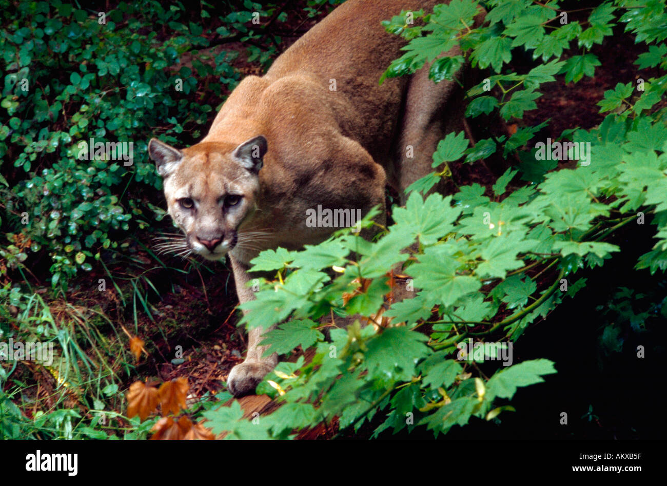 Stalking hunting animals concolor fauna wildlife catamount felis animal ...