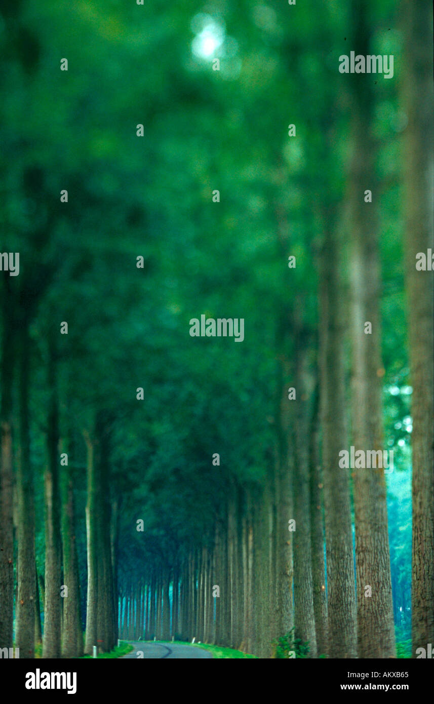 Rows of trees along road in Damme Belgium Stock Photo - Alamy Rows of trees along road in Damme Belgium Stock Photo - Alamy