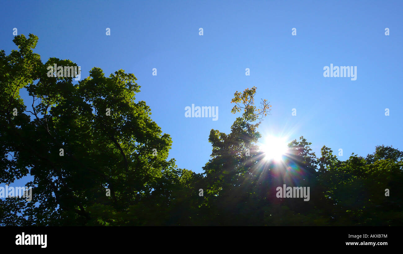 Sun beaming through canopied foliage. Sun ray through trees Stock Photo ...