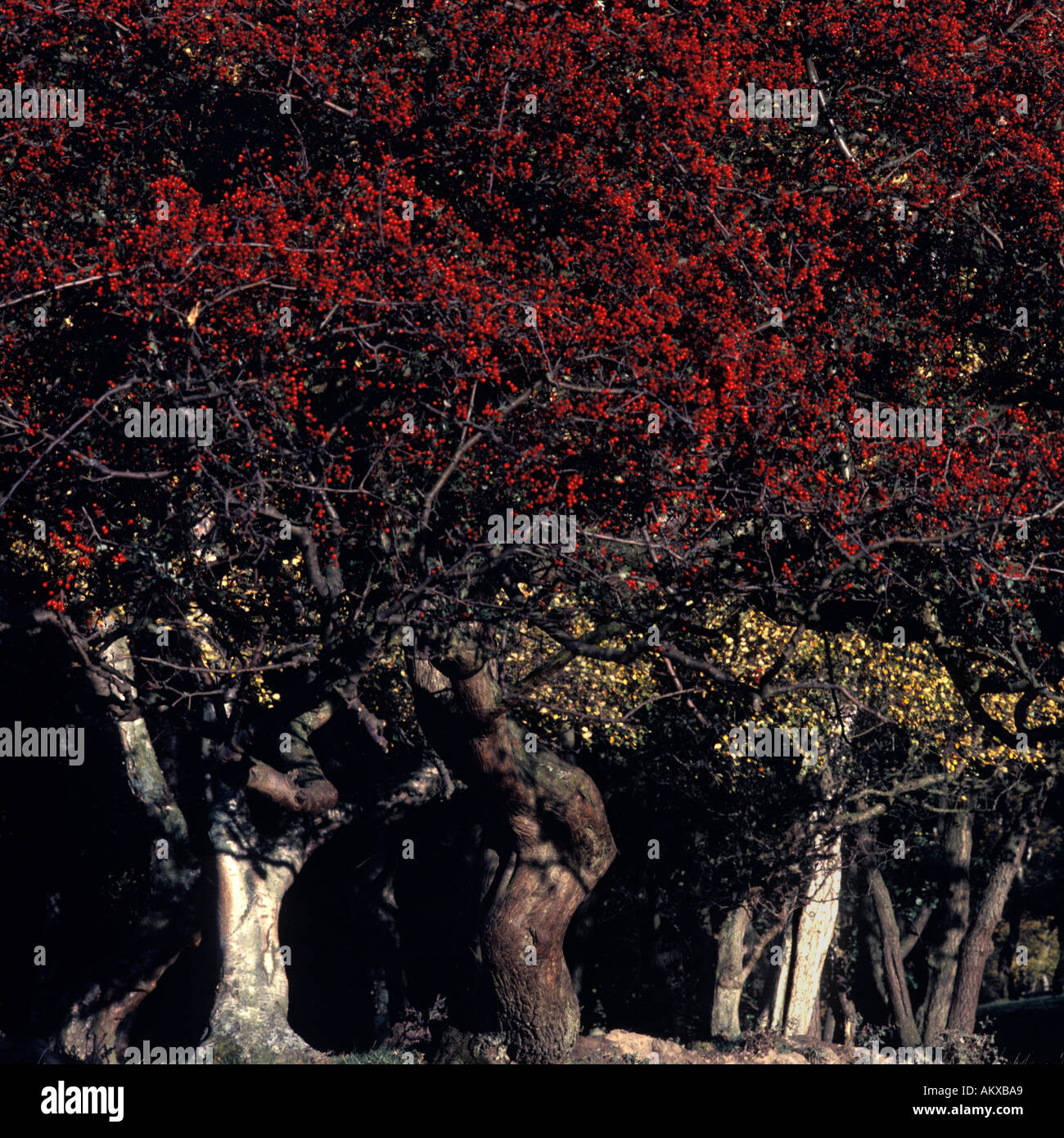 Silver birch in yellow autumn leaf and ancient hawthorn tree with dense ...