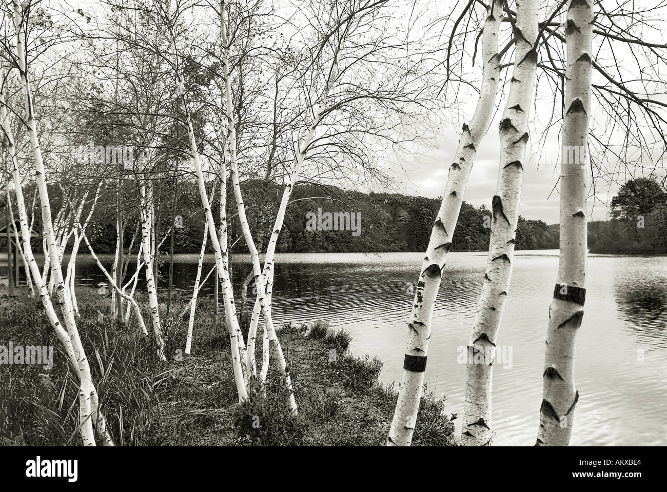 Barren Birch Trees Stock Photo - Alamy