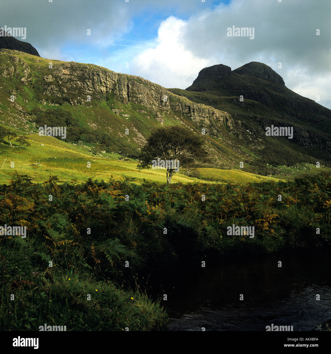 An laogh hi-res stock photography and images - Alamy