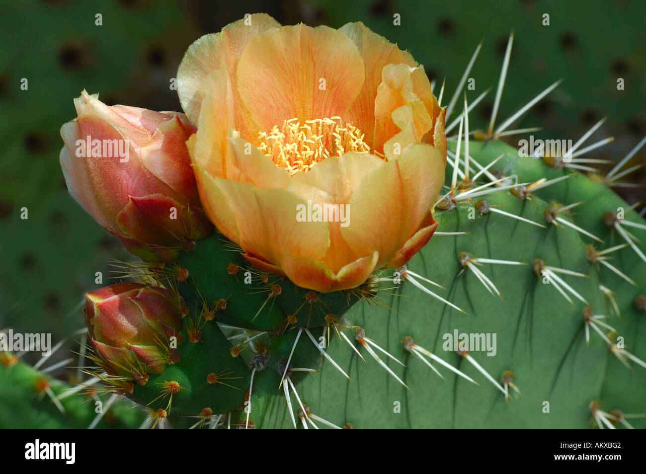 Flowering Opuntia hybride Opuntia spec Stock Photo - Alamy