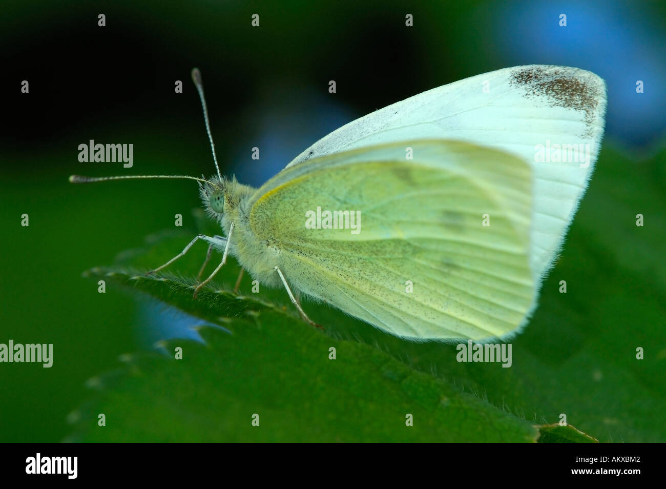 Large White Pieris brassicae Stock Photo - Alamy