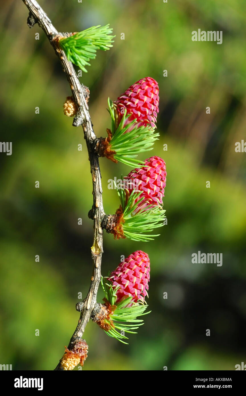 Female flower European larch Larix decidua Stock Photo - Alamy