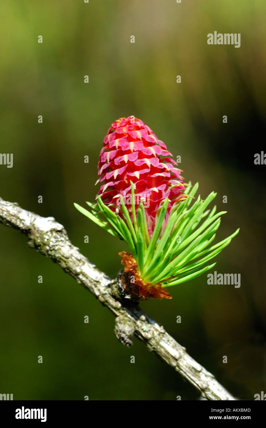 Female flower European larch Larix decidua Stock Photo - Alamy