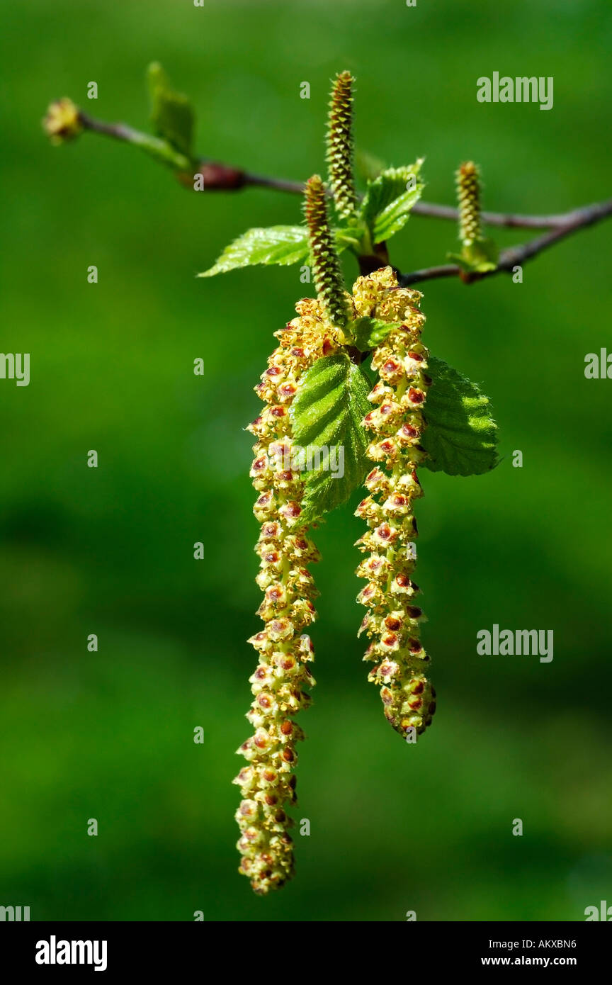 Male flower silver birch betula hi-res stock photography and images - Alamy