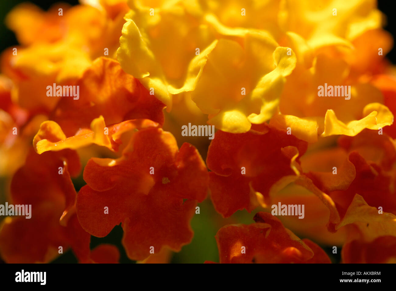 Lantana camara rose flower hi-res stock photography and images - Alamy