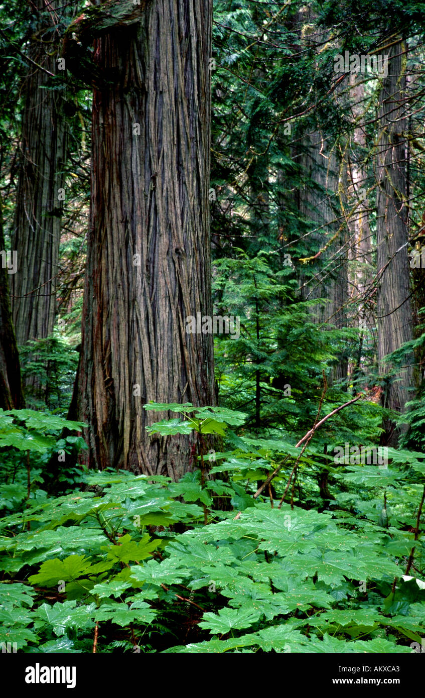 Western hemlock hi-res stock photography and images - Alamy