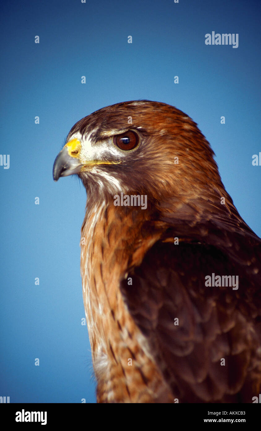 Hawk profile hi-res stock photography and images - Alamy