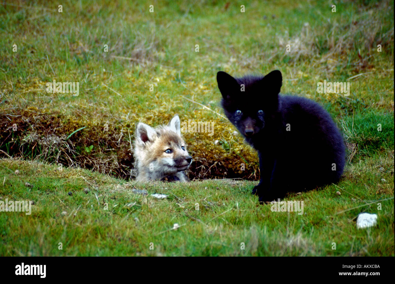 Two young fox kits San Juan Island, Washington, USA Stock Photo - Alamy