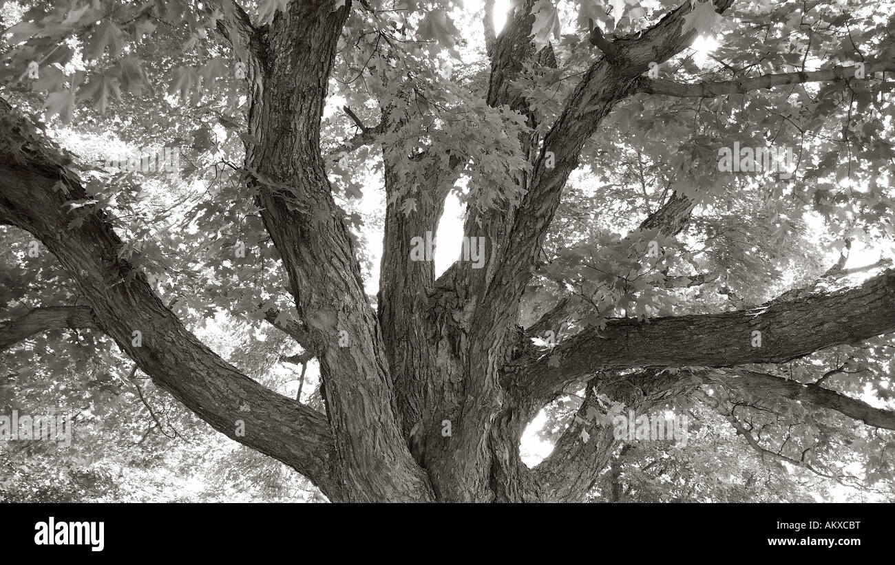 Family tree divergence hi-res stock photography and images - Alamy