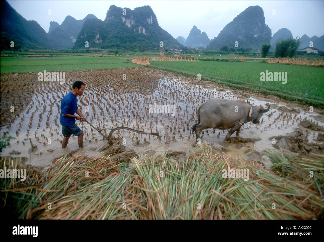 Chinese farmer plowing rice fields with a Water Buffalo in an ...