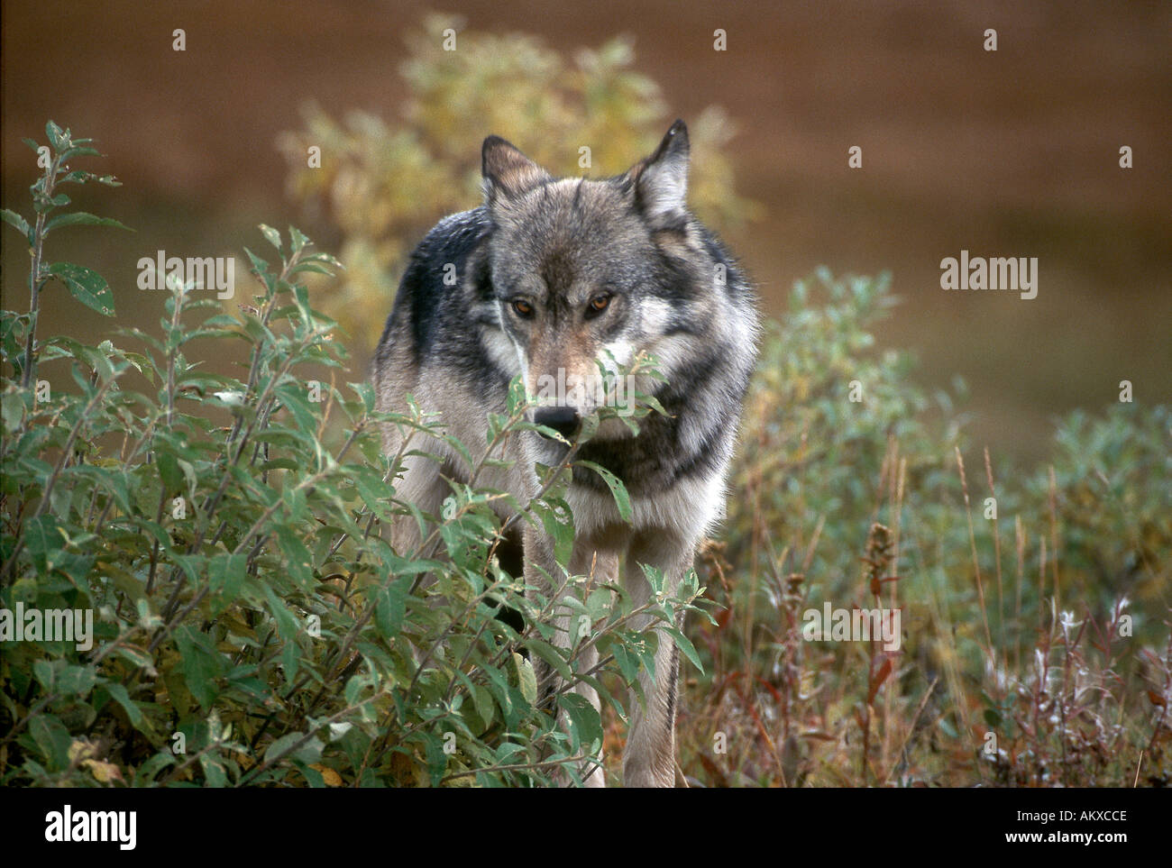 A female wolf sniffs at a plant as she checks for scent markings Denali ...