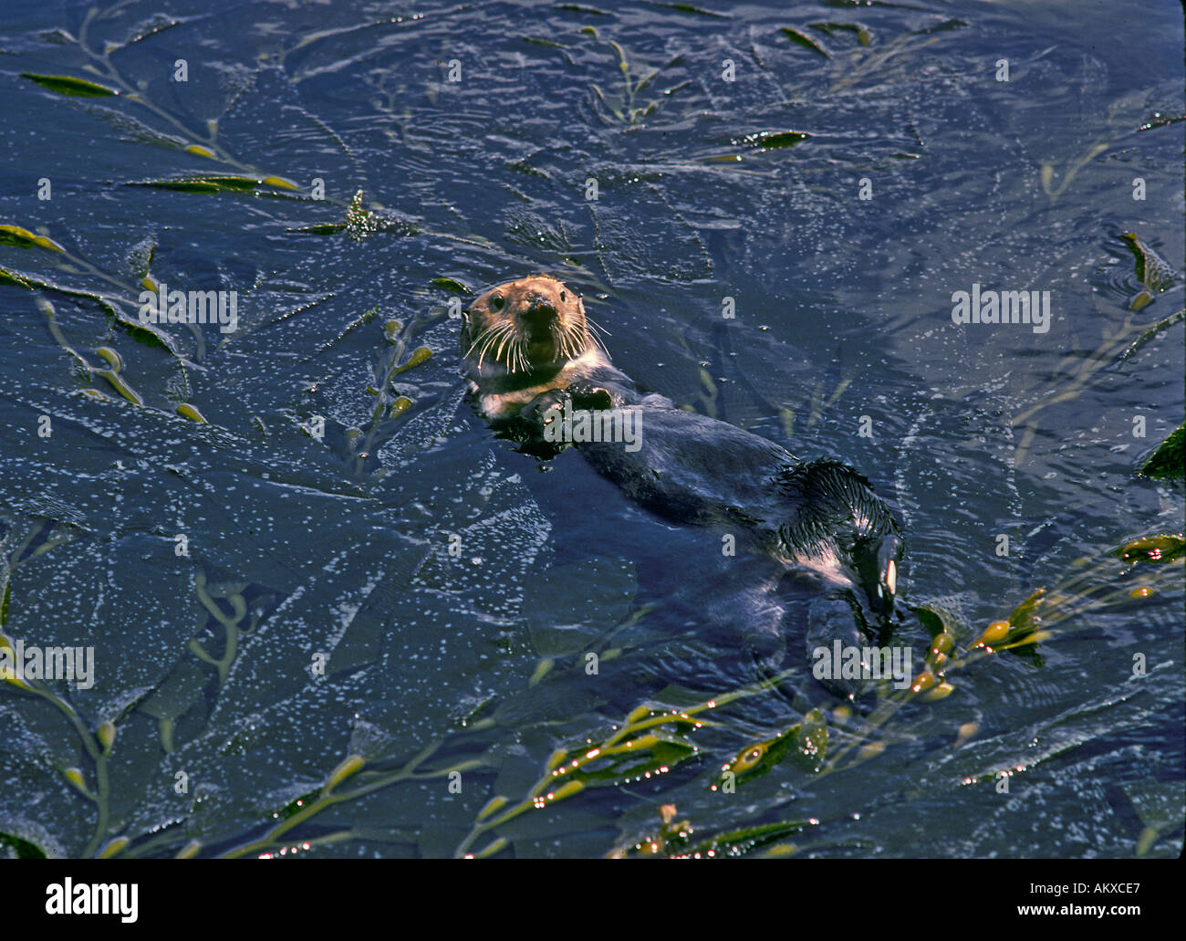 Sea Otter, Enhydra lutris, Floating in Kelp Beds, Monterey, California ...