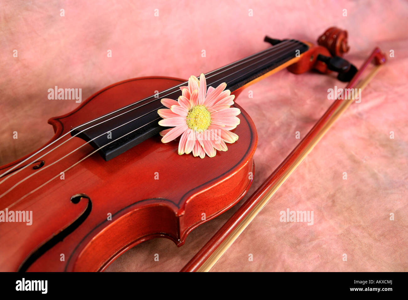 Violin and daisy on old looking pink background Stock Photo - Alamy