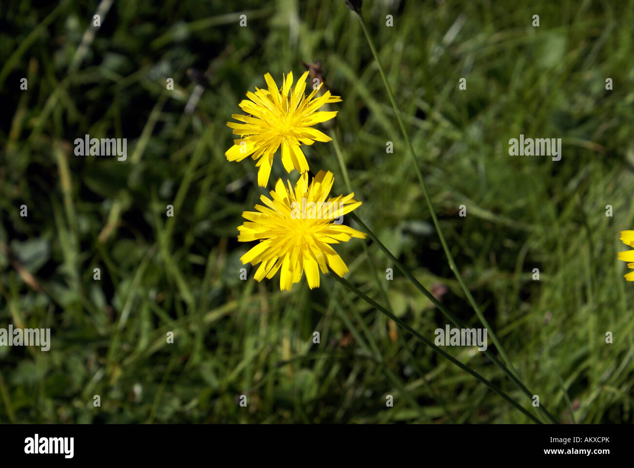 Dried dandelion leaves hi-res stock photography and images - Alamy