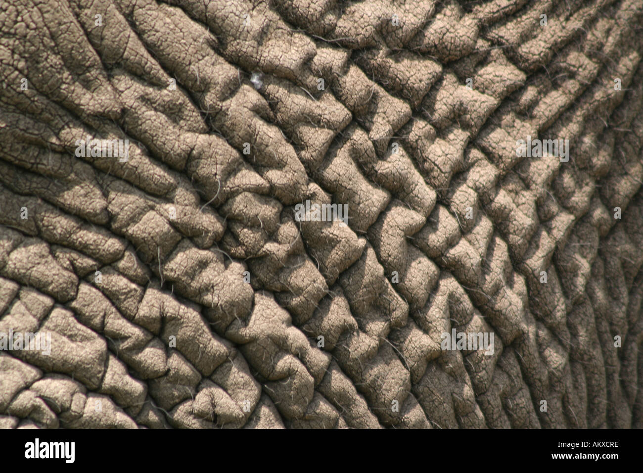 Skin of an elephant Stock Photo - Alamy