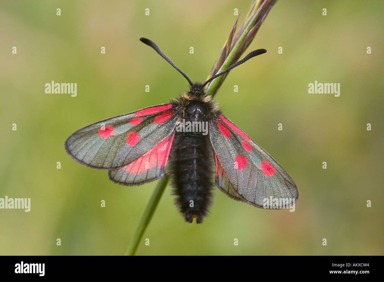 forester moth (Zygaena filipendulae Stock Photo - Alamy