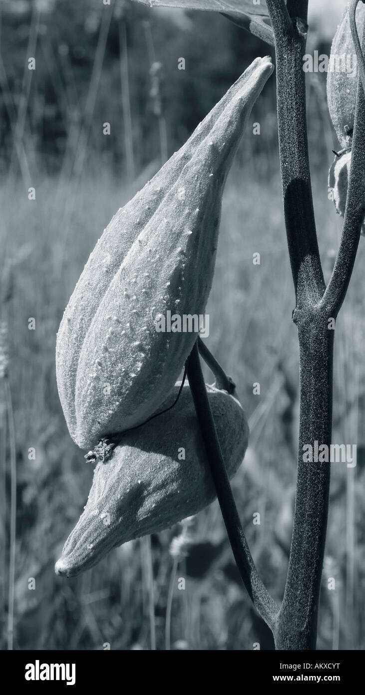 Large seed pods hi-res stock photography and images - Alamy